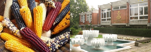 Historical overview of maize breeding and genetic diversity in the ...