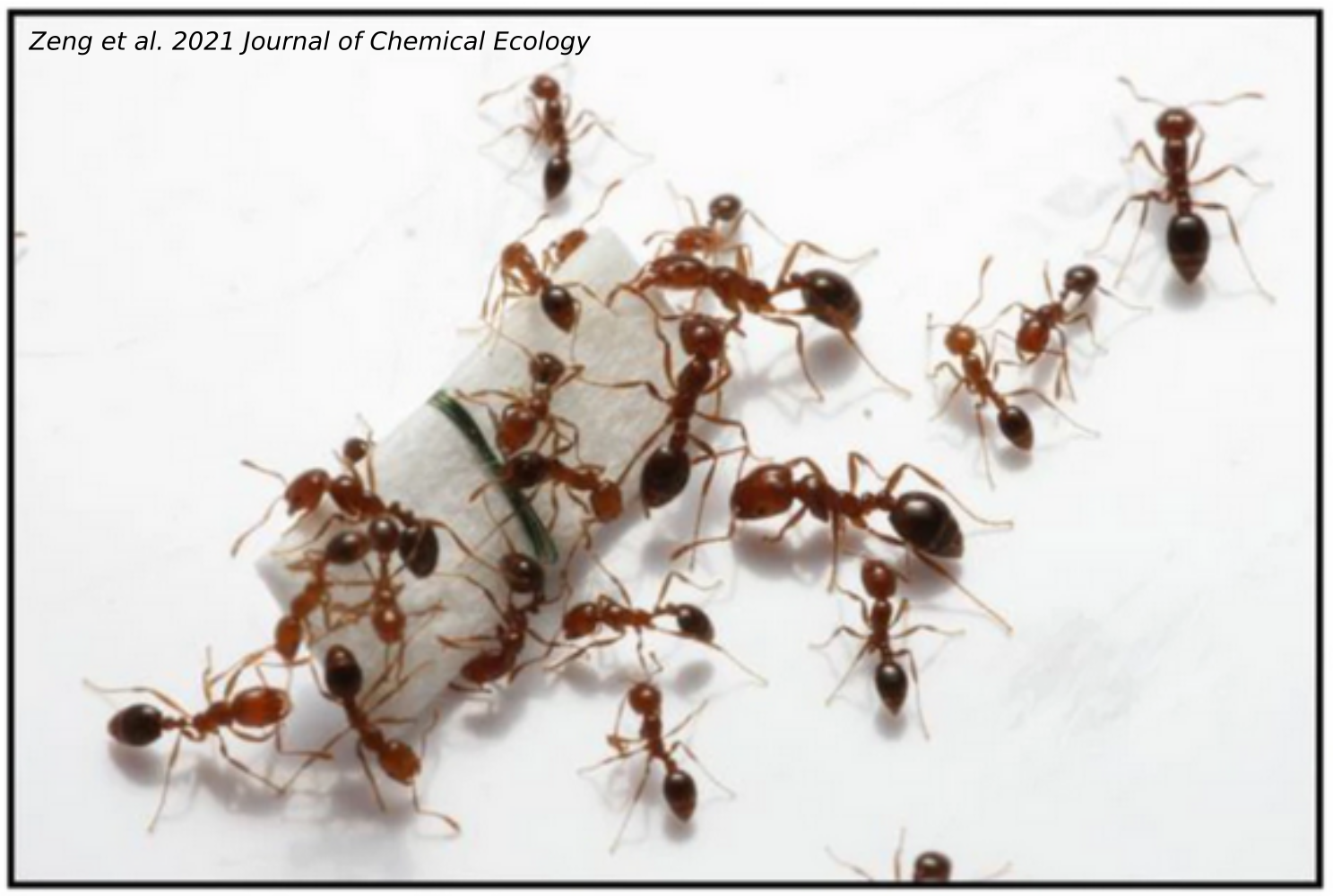 Radiation and hybridization underpin the spread of the fire ant social ...